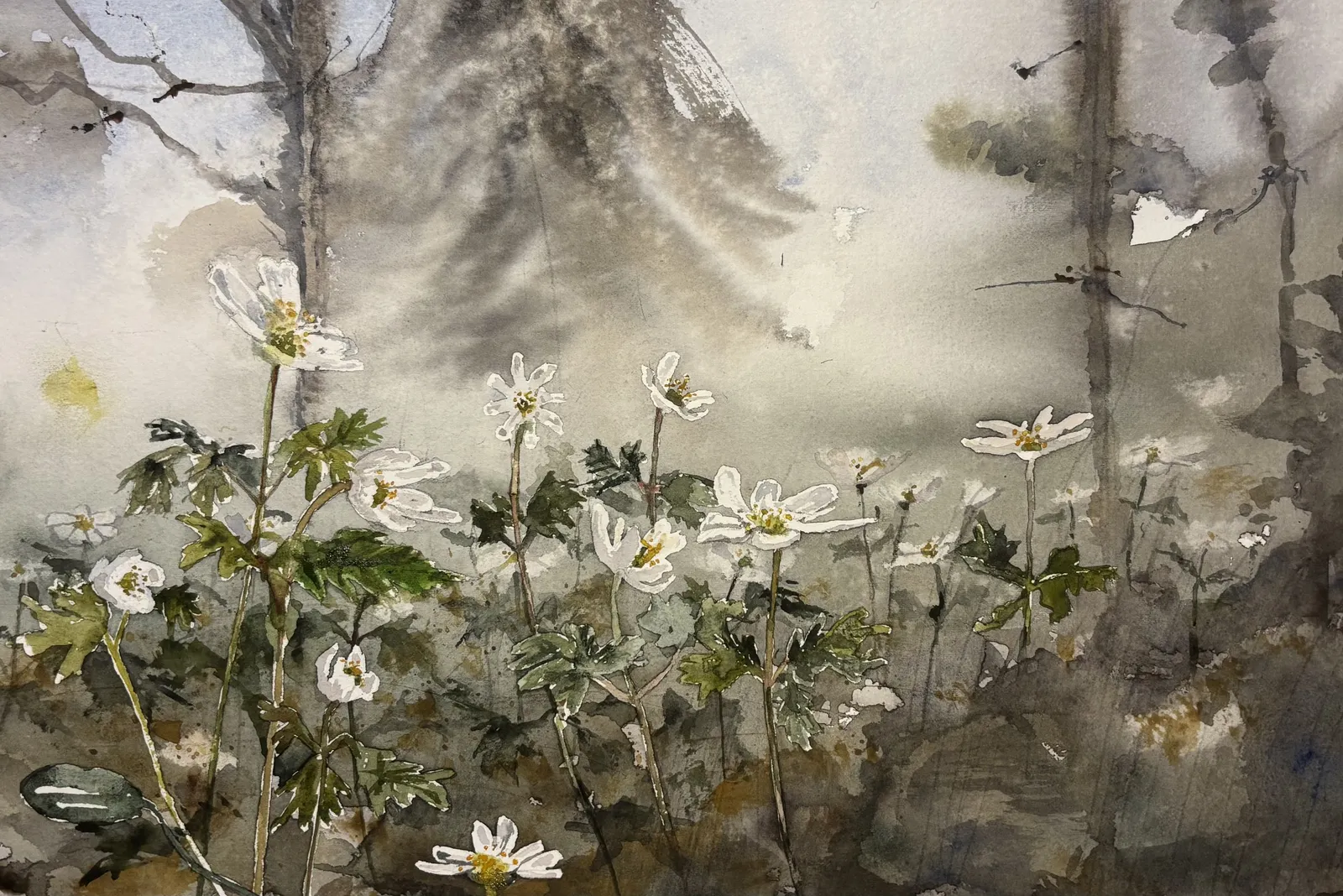 Vitsippor av Petra Klara Margareta Kåks